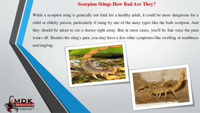 How to get rid of scorpions in your home | PPTX
