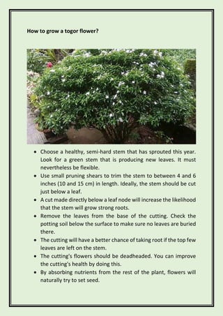 How Togor flowers enhance the beauty of your yard.pdf