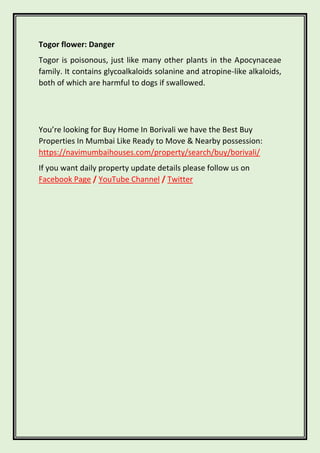 How Togor flowers enhance the beauty of your yard.pdf