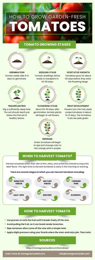 Tomatoes Growing Stages | PDF