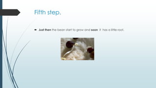 How to grow a bean | PPTX