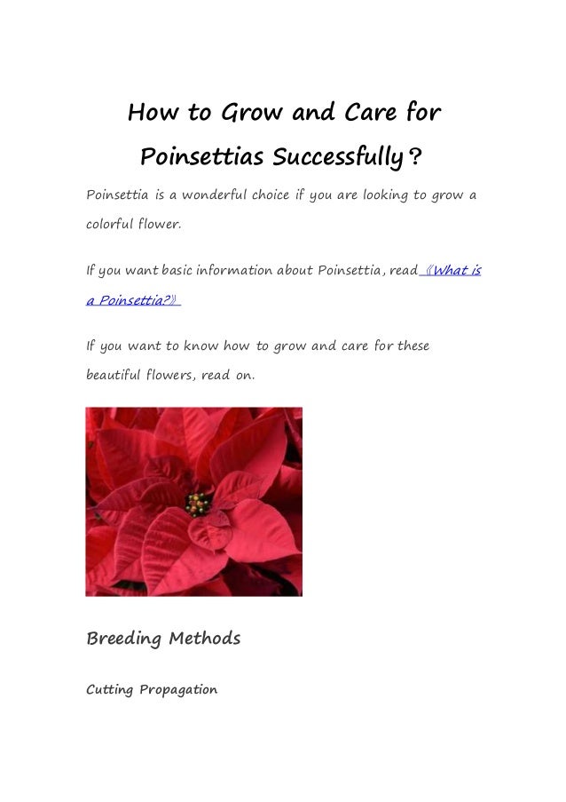 How to Grow and Care for Poinsettias Successfully.docx