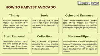 How to Grow Avocado Tree? | PPT