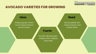 How to Grow Avocado Tree? | PDF