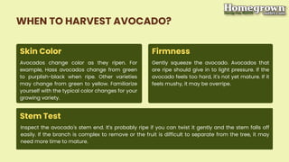 How to Grow Avocado Tree? | PDF