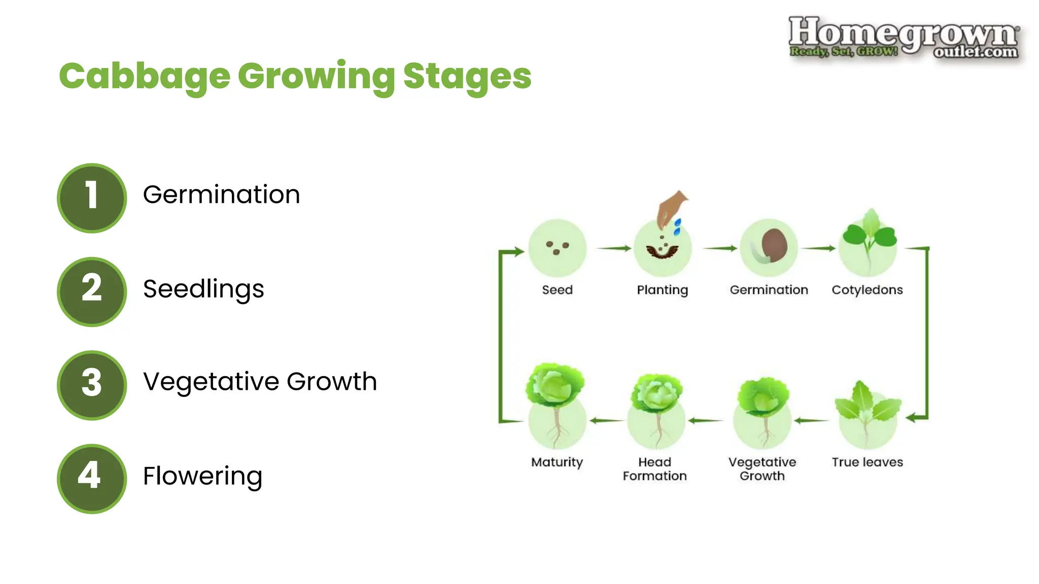 How to Grow Cabbage? | PPTX