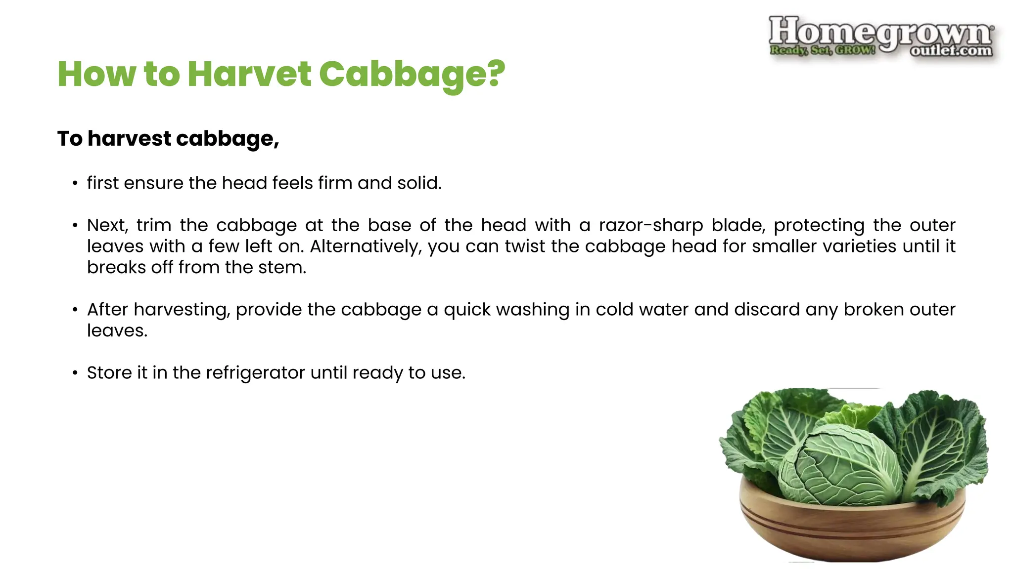 How to Grow Cabbage? | PPTX