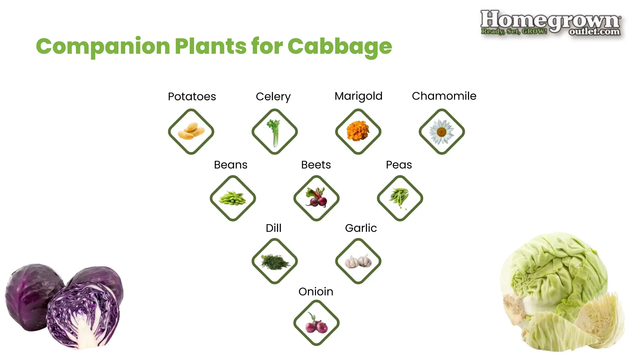How to Grow Cabbage? | PPTX