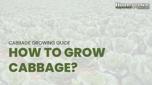 How to Grow Cabbage? | PPTX | Agriculture | Industries