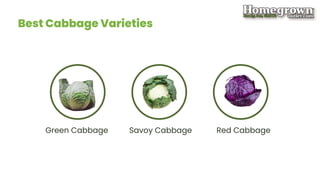How to Grow Cabbage? | PPTX