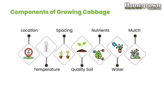 How to Grow Cabbage? | PPTX