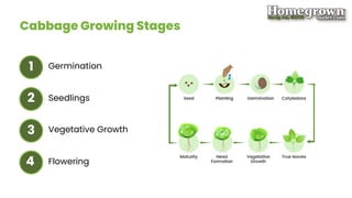 How to Grow Cabbage? | PPTX