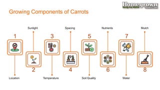 Carrots Growing Guide - How to Grow Carrots? | PPTX
