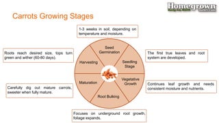 Carrots Growing Guide - How to Grow Carrots? | PPTX