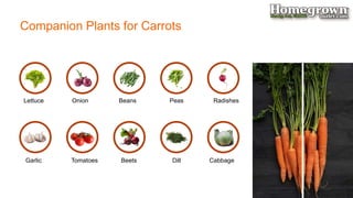 Carrots Growing Guide - How to Grow Carrots? | PPTX