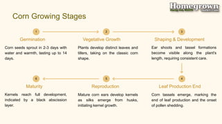 How to Grow Sweet Corn - Homegrown Outlet | PDF
