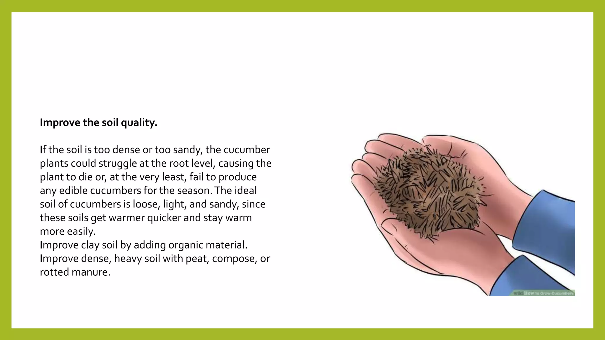 How to grow cucumber | PPTX