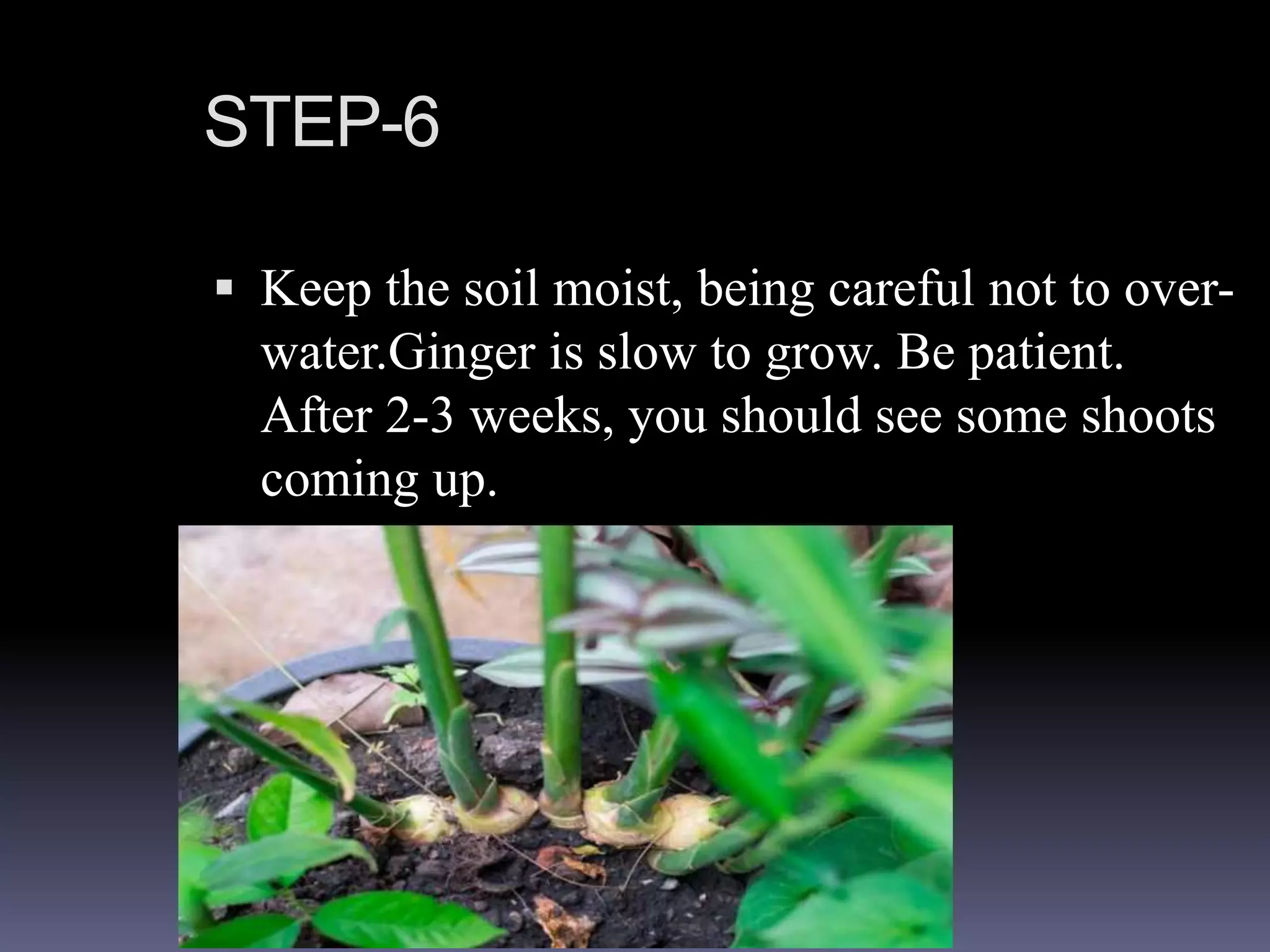 How to grow ginger | PPTX