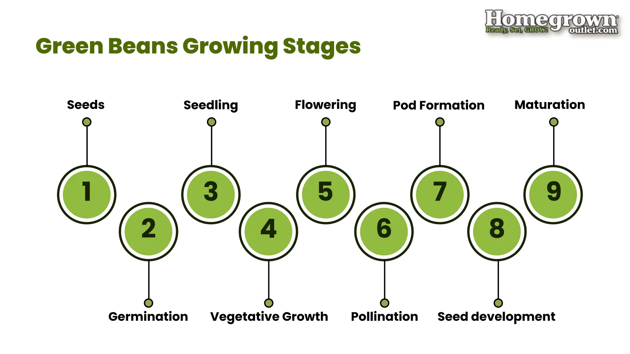 HOW TO GROW GREEN BEANS.pptx