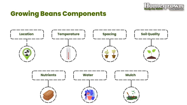 HOW TO GROW GREEN BEANS.pptx