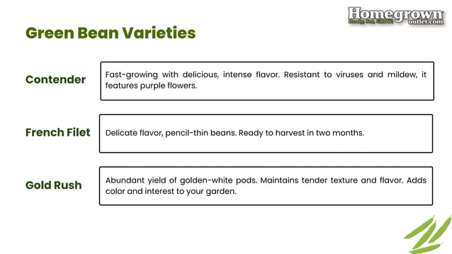 HOW TO GROW GREEN BEANS.pptx