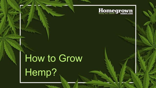 How to Grow Hemp? | PPT