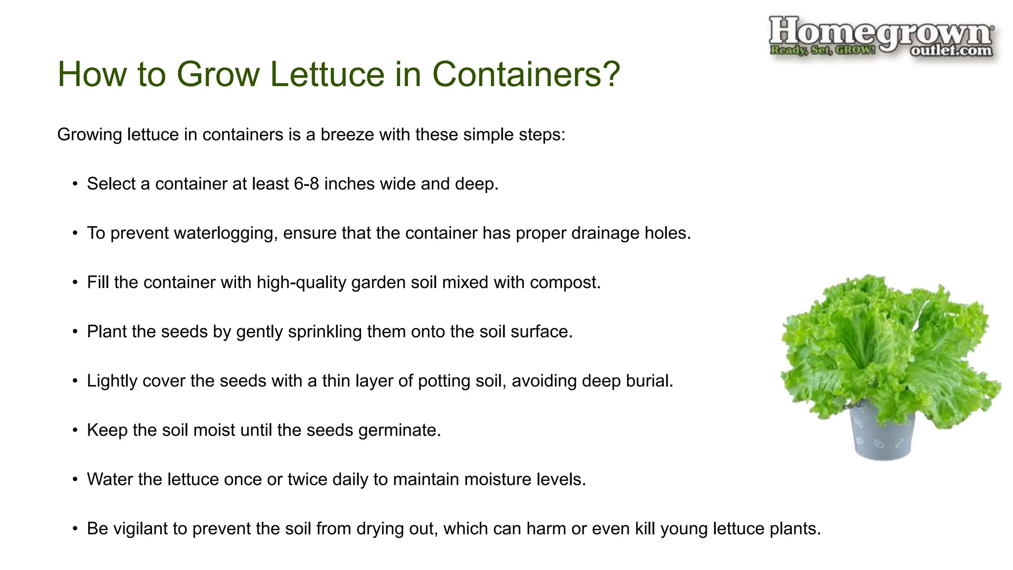 how to grow lettuce from seed - Homegrown Outlet | PPTX