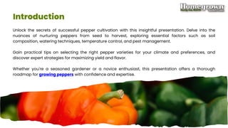 how to grow peppers from seeds - Homegrown Outlet | PPT