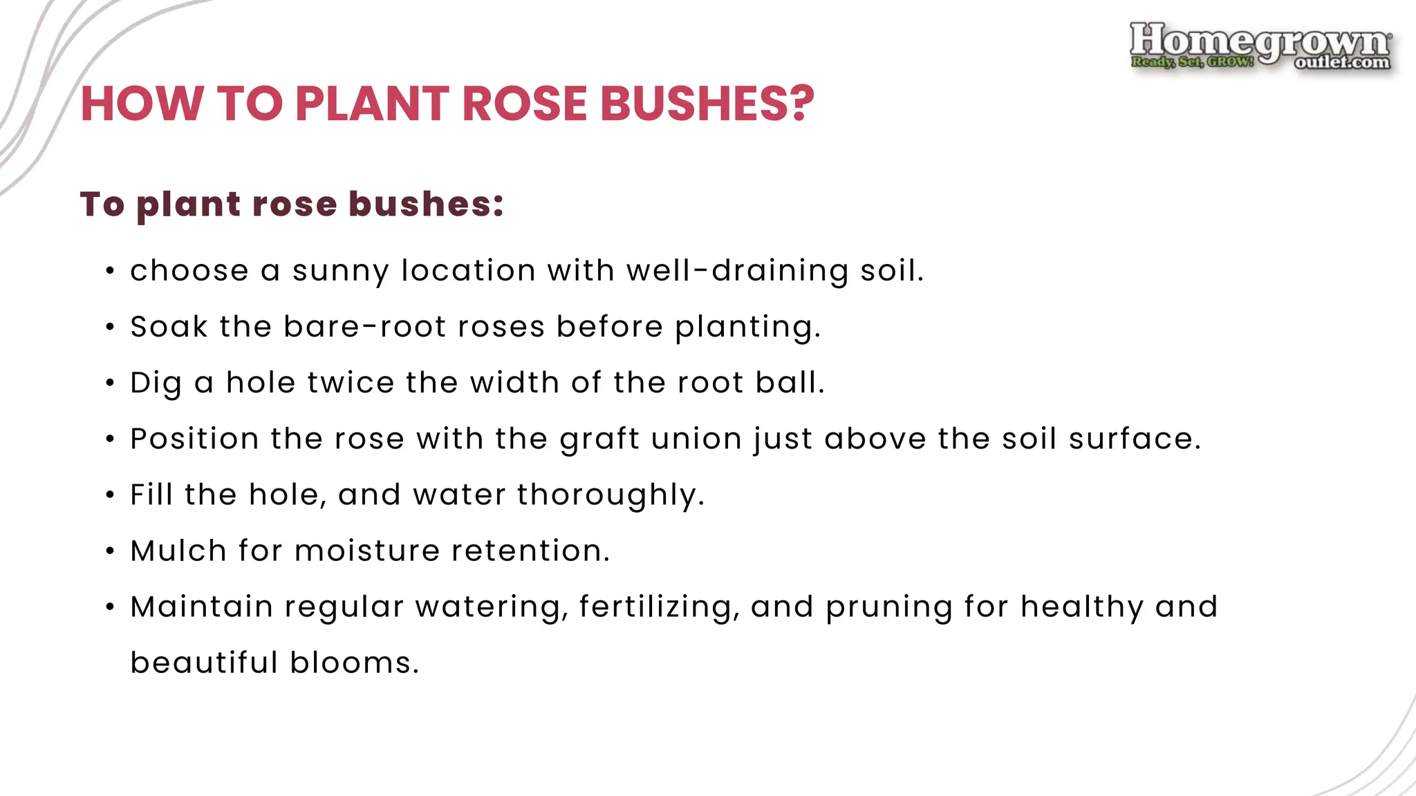 How to Grow Rose? | PDF