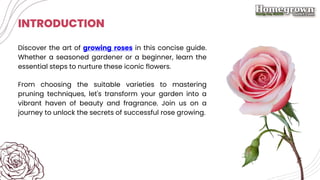 How to Grow Rose? | PDF