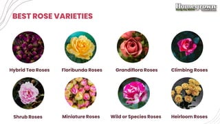 How to Grow Rose? | PPT