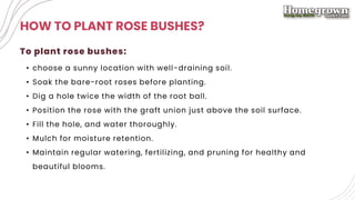 How to Grow Rose? | PDF