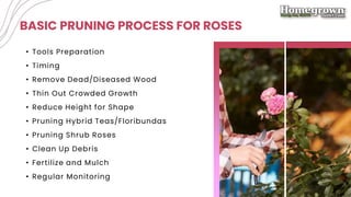 How to Grow Rose? | PPT