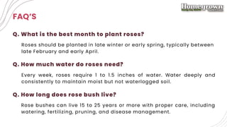 How to Grow Rose? | PPT