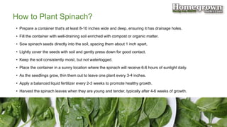 how to grow spinach from seeds - Homegrown Outlet | PPT