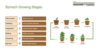 how to grow spinach from seeds - Homegrown Outlet | PDF