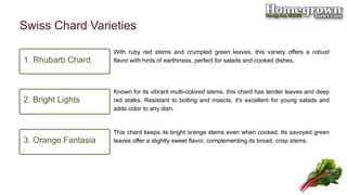 How to Grow Swiss Chard - Homegrown Outlet | PPT
