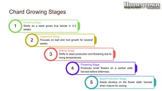 How to Grow Swiss Chard - Homegrown Outlet | PPTX