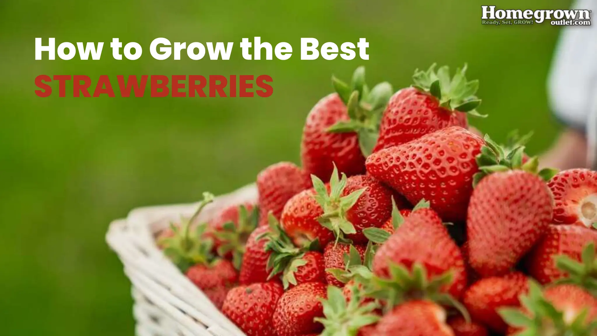 How to grow the best strawberries? | PPTX