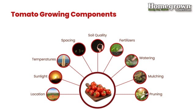 How To Grow Tomatoes From Seeds Ppt 7582