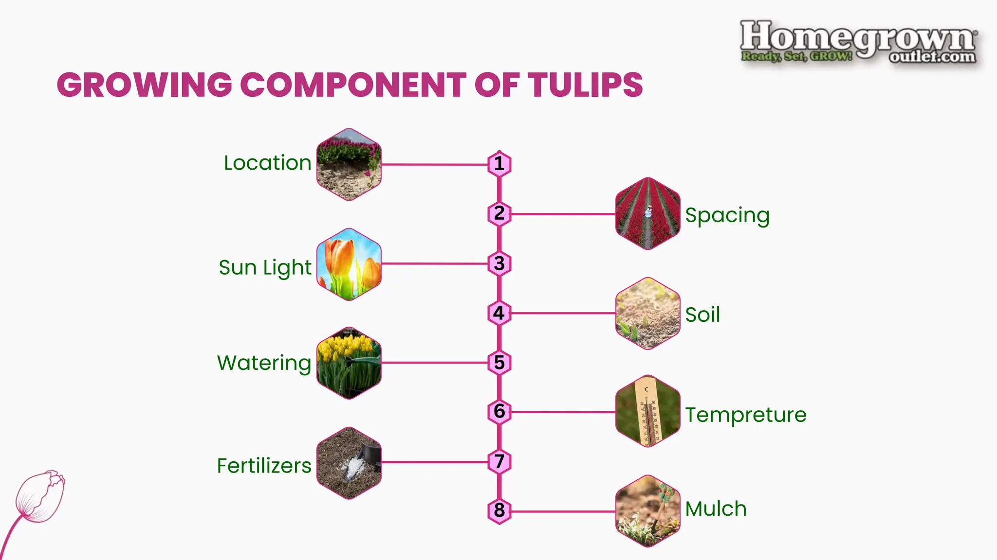 How to Grow Tulips? | PDF