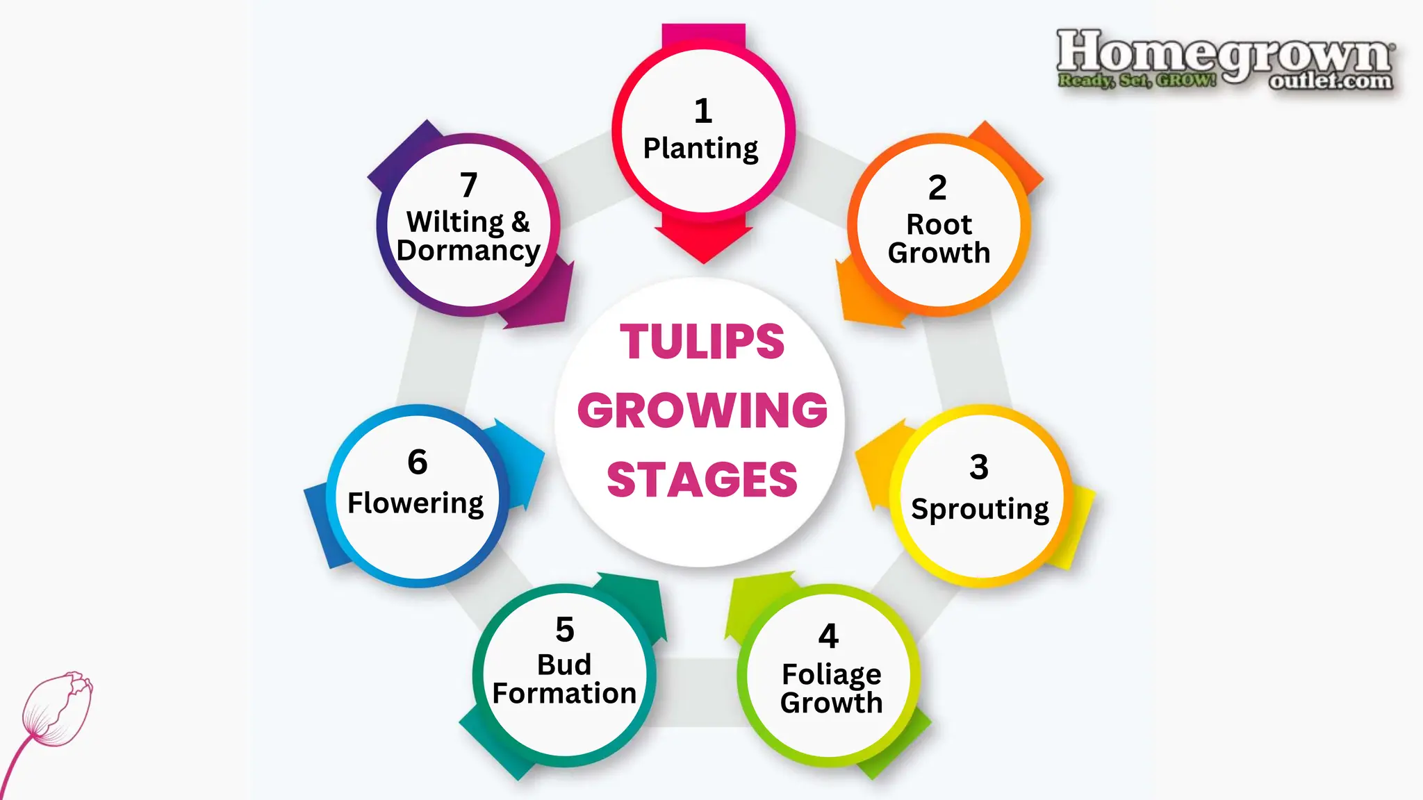 How to Grow Tulips? | PDF