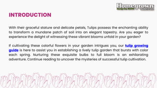 How to Grow Tulips? | PDF