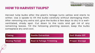 How to Grow Tulips? | PPT