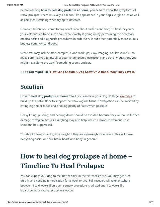 How To Heal Dog Prolapse At Home_ All You Need To Know.pdf