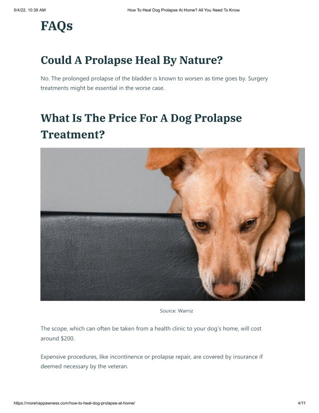 How To Heal Dog Prolapse At Home_ All You Need To Know.pdf
