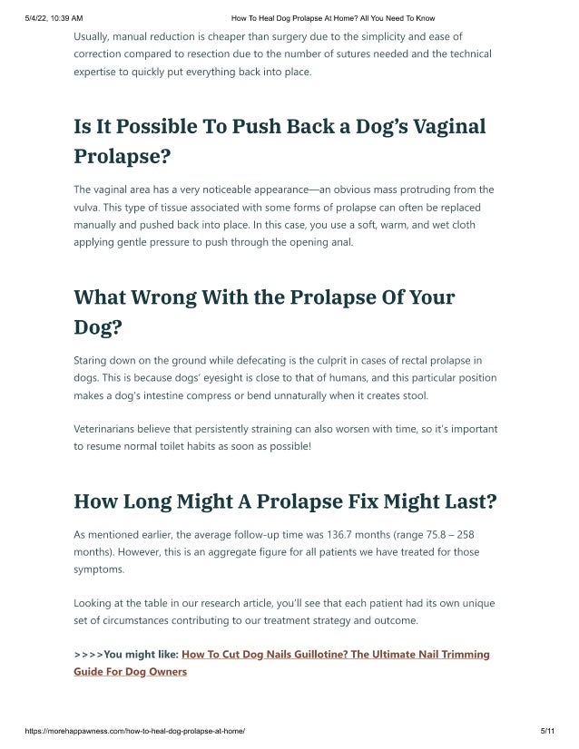 How To Heal Dog Prolapse At Home_ All You Need To Know.pdf