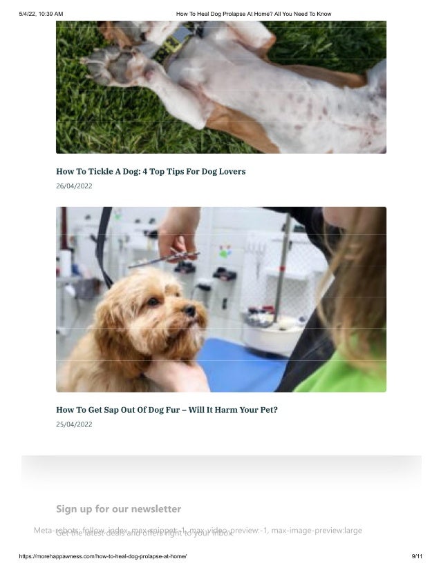 How To Heal Dog Prolapse At Home_ All You Need To Know.pdf