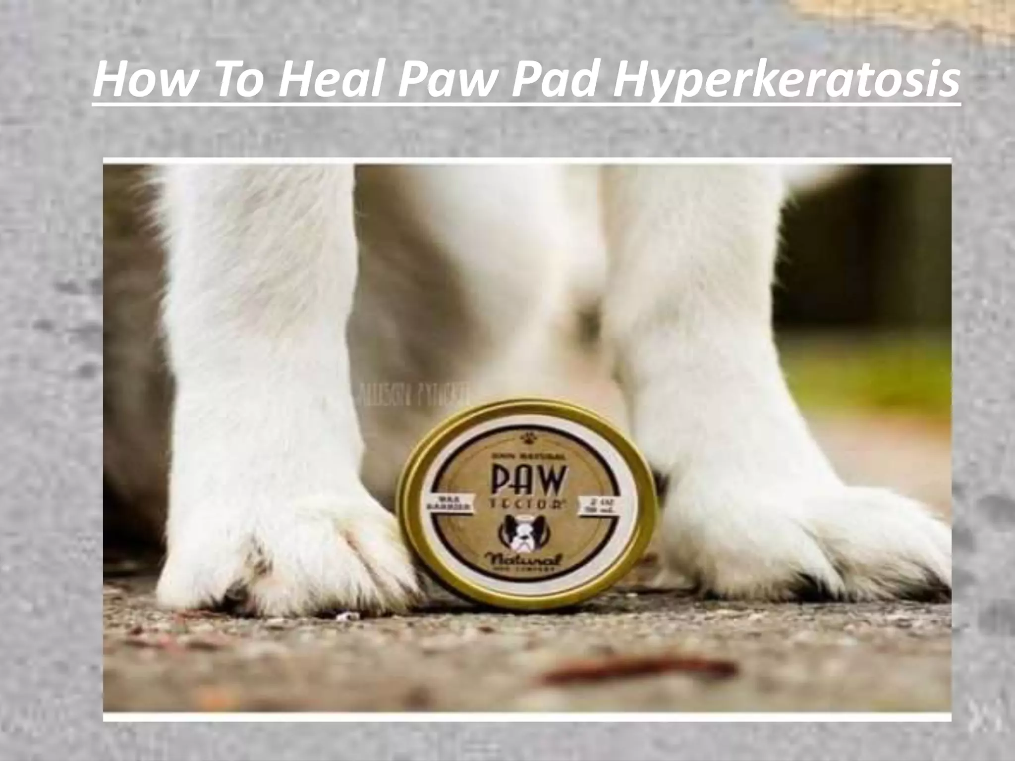 How to heal paw pad hyperkeratosis | PPTX