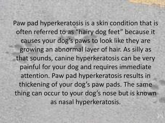 How to heal paw pad hyperkeratosis | PPT